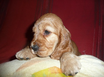 Accueil - Elevage by Khirphileï - eleveur de chiens Cocker Spaniel Anglais